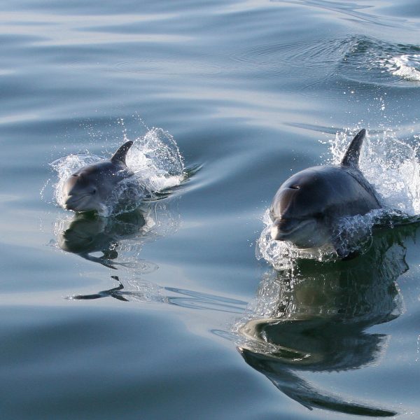 Adopt a UK Dolphin - Adopt a Dolphin