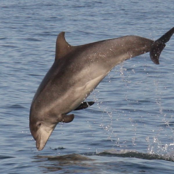 Adopt a Dolphin - from as little as £3.50 per month