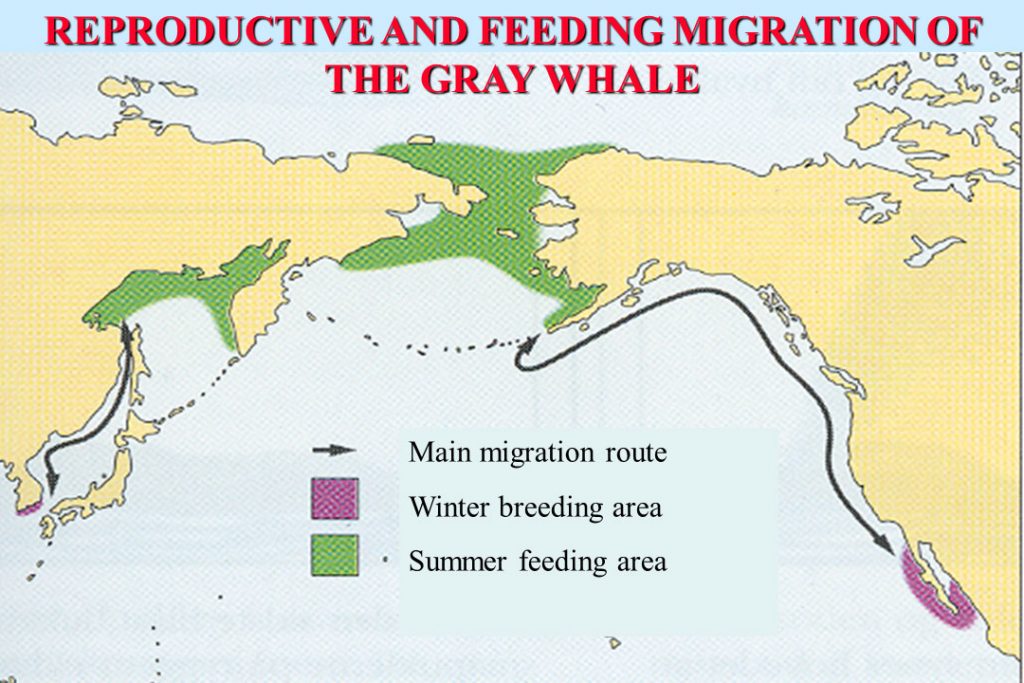 Gray-Whale-Migration - Adopt a Dolphin
