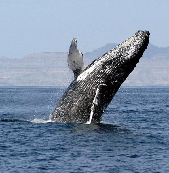 HW-baleen-whale_MSOMERVILLE2 - Adopt a Dolphin