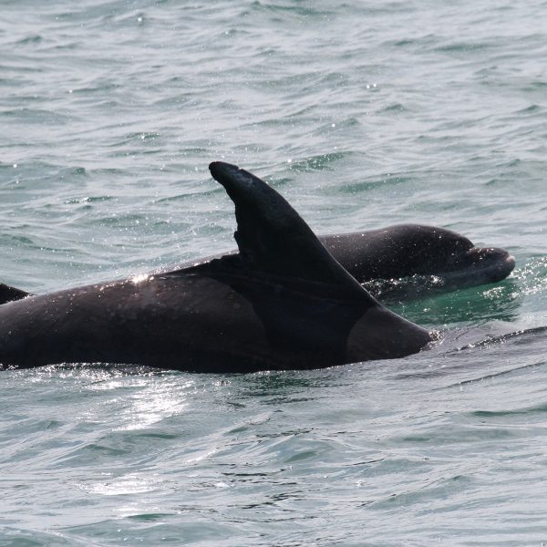 Adopt a Dolphin - from as little as £3.50 per month