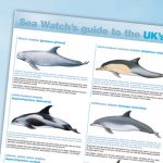 Products Archive - Adopt a Dolphin