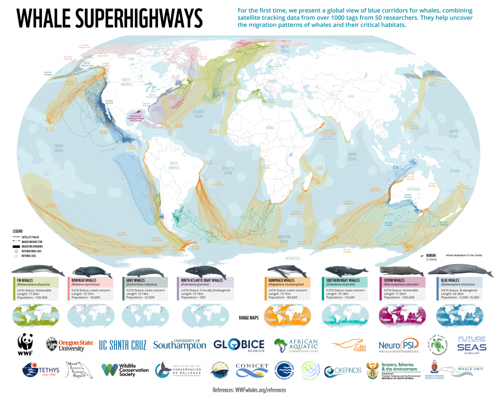 World-First Map Exposes Growing Dangers Along Whale Superhighways ...