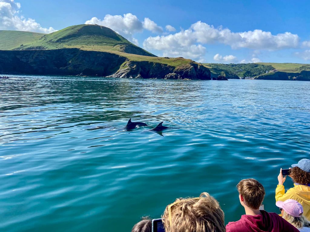 Visitors in New Quay for the summer - Adopt a Dolphin