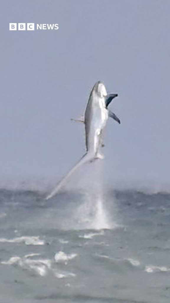 Thresher shark surprises sightseers on Cardigan Bay boat tour - Adopt a ...
