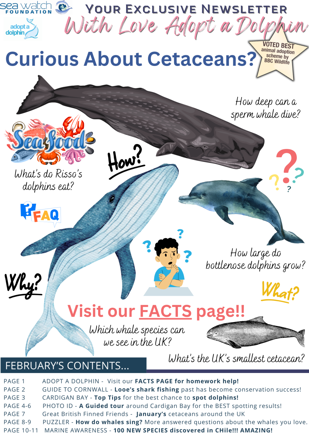 Adopt a Dolphin - from as little as £3.50 per month