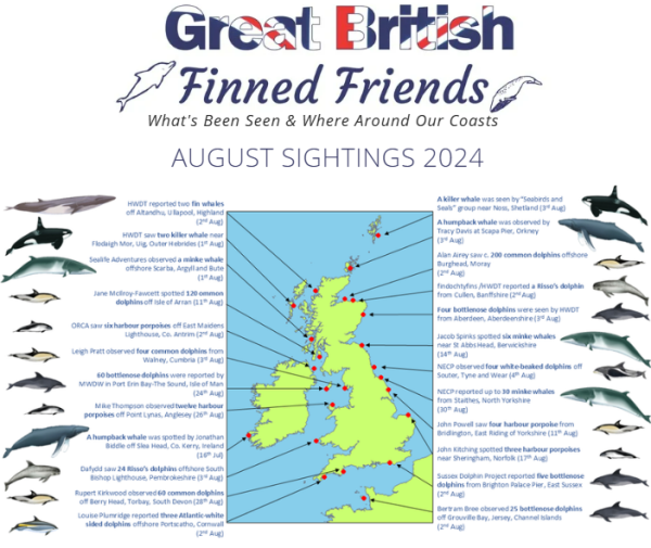 Adopt a Dolphin - from as little as £3.50 per month